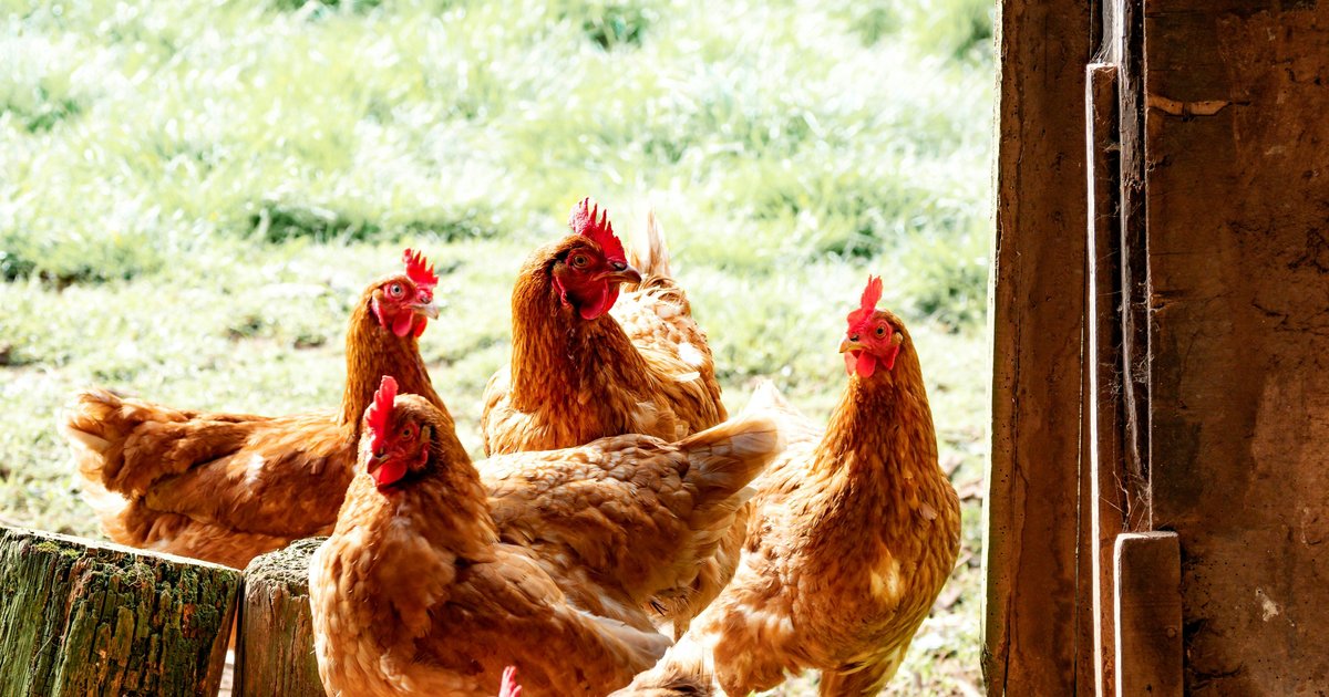 KFC, Nando’s & More: Launching the Sustainable Chicken Forum | Food and ...