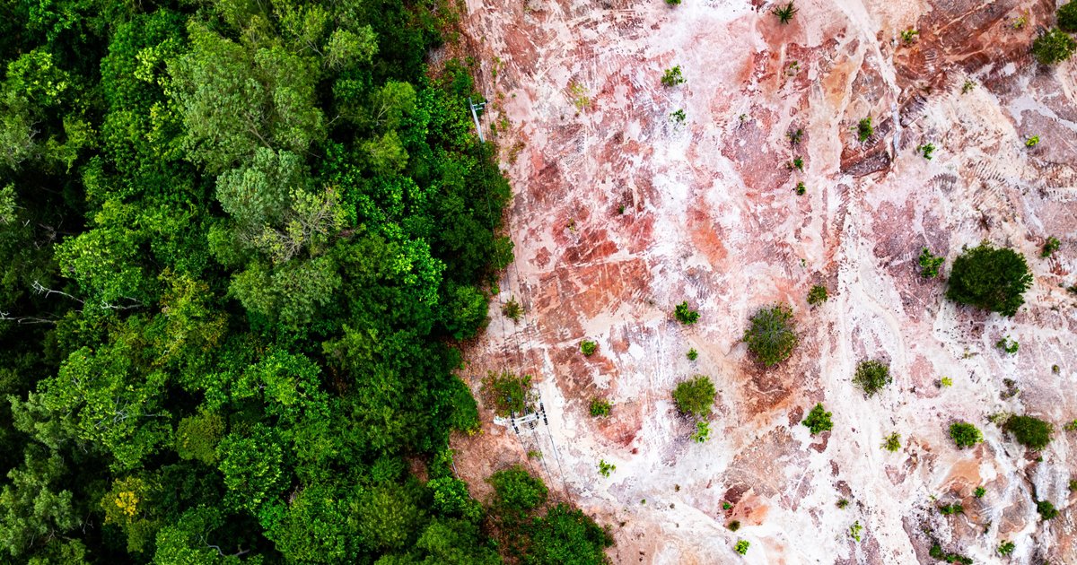 CDP Warns Insurers Face US$279bn Forest Degradation Exposure ...