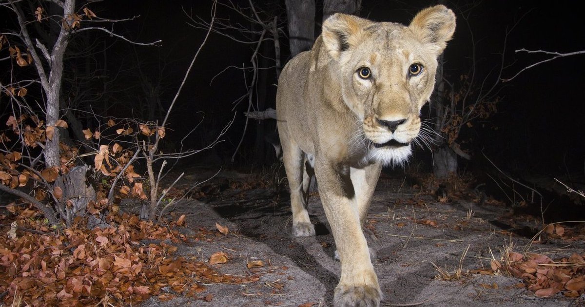 Google: How Telecoms Power AI to Protect Global Biodiversity | Telco ...