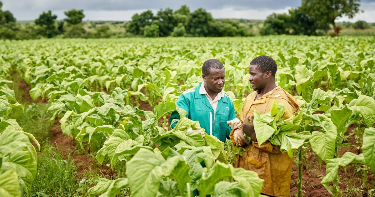 How Is PMI Building a Sustainable Tobacco Supply Chain ...
