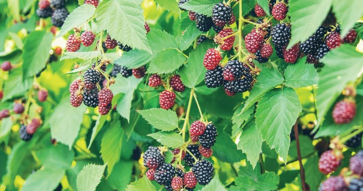 Walmart Hones Berries Supply Chain with Agritask Data | Food and Drink ...
