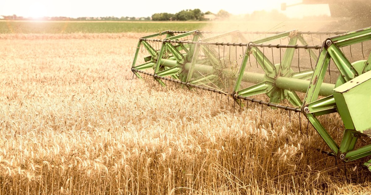 Pladis and Frontier: Expanding Back to Farm Wheat Scheme | Food and ...