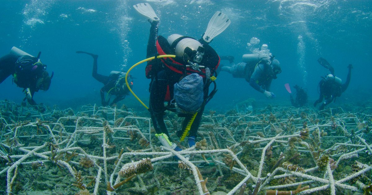 Mars: Restoring Asia's Coral Reefs for Marine Conservation ...
