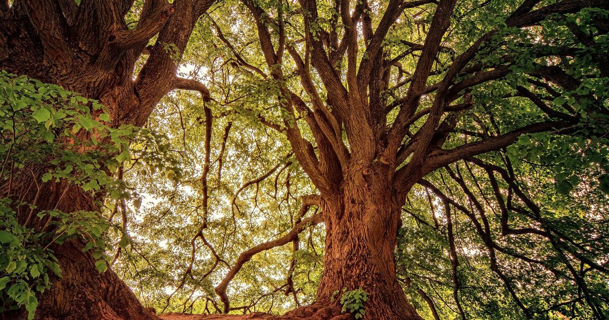 Microsoft’s Key Role in Growing 35 Million Trees in the US ...