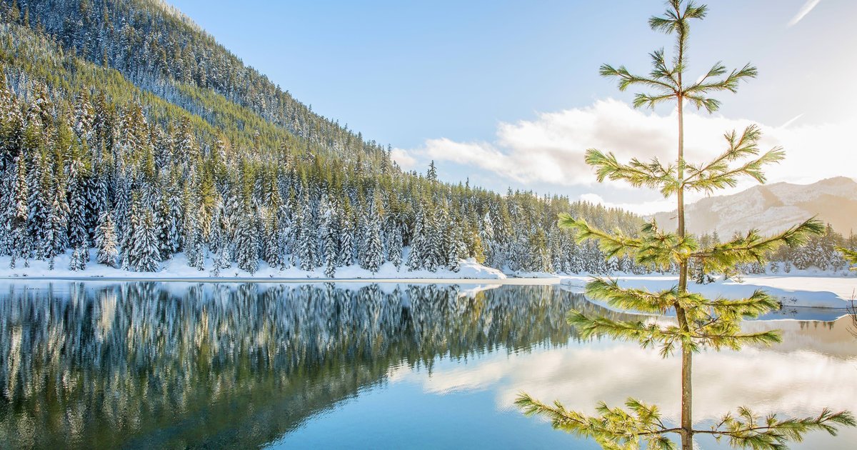 Exploring the Carbon Cost of Christmas Trees | Scope 3 Magazine