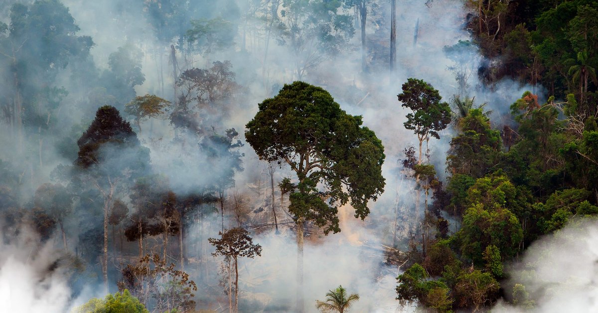 How is Standard Chartered Protecting the Amazon Rainforest ...