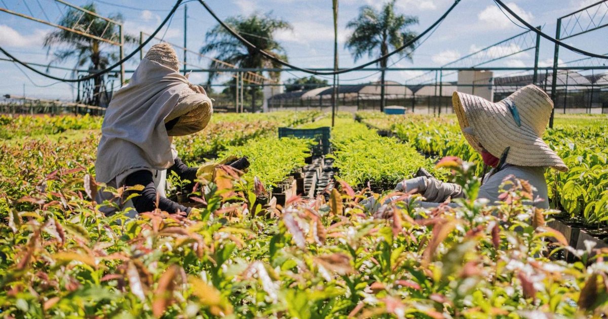 How Google Supports Mombak Reforestation in Brazil | Sustainability ...