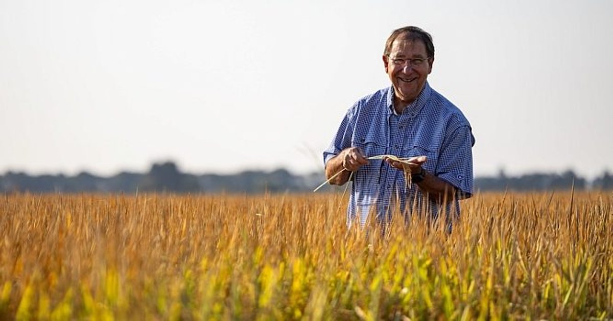Inside Mars' US$20m Rice Supply Chain Resilience Commitment | Supply ...