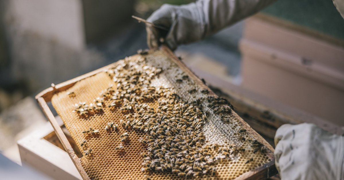 Honeybees to inspire the future of AI | Food and Drink Digital