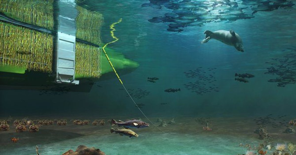 Amazon: World’s First Commercial Scale Seaweed Farm | Sustainability ...