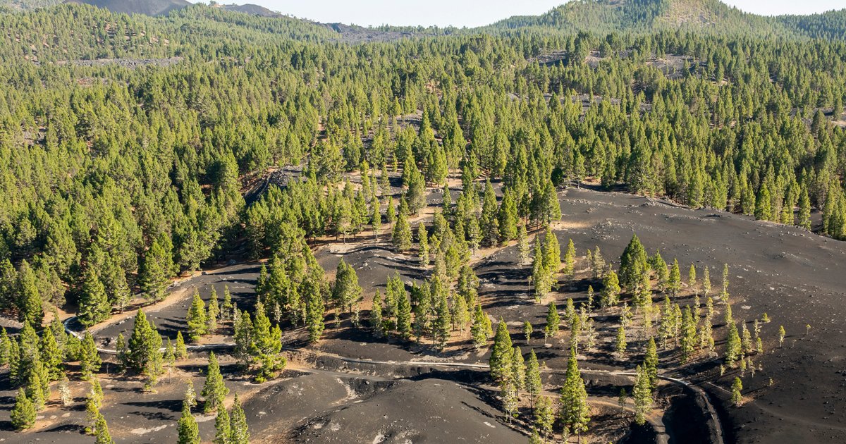 EU Answers Businesses' Cry for Help with New EUDR Assistant ...