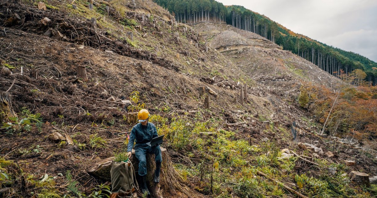 CDP on Forest Loss: The Hidden $279bn Supply Chain Risk | Supply Chain ...