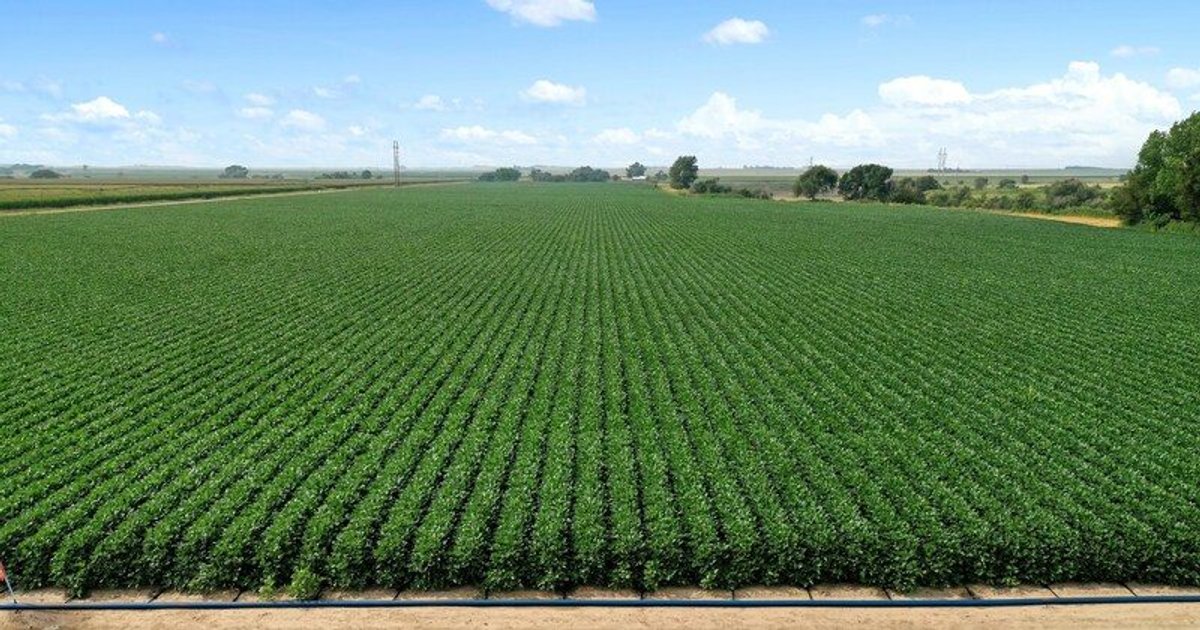 How Pepsico are investing in their farming partners | Procurement Magazine