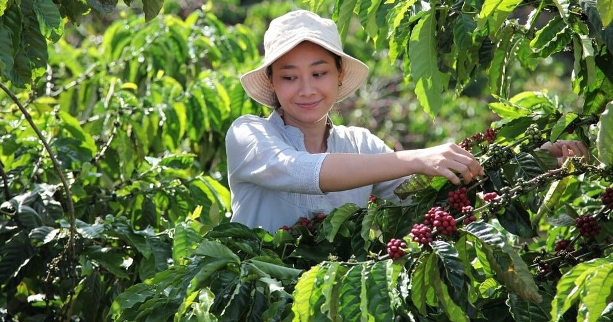 Nescafé: Putting Sustainability and Coffee Farmers First | Procurement ...