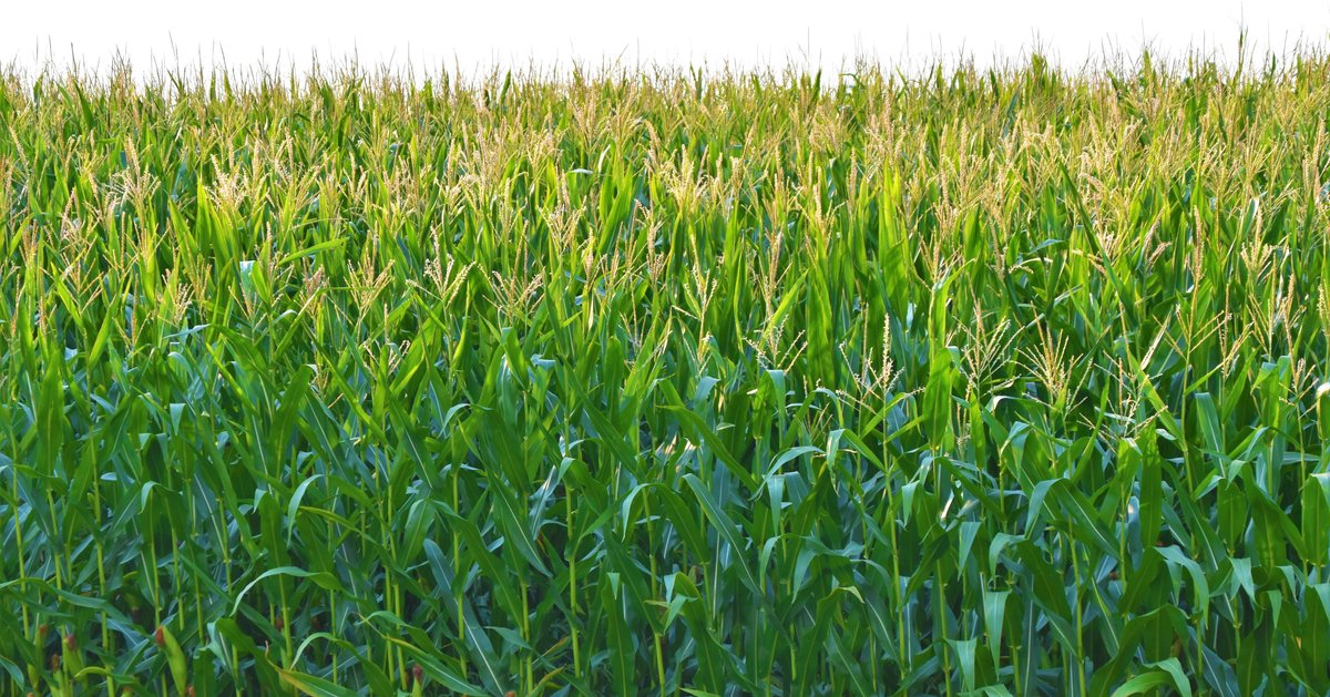 Tate & Lyle Backs French Farmers with Regenerative Programme | Food and ...