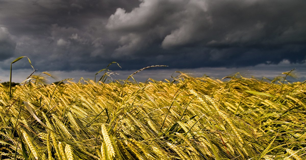 Weather-hit European Crops Impact Global Food Supply Chains | Food and ...