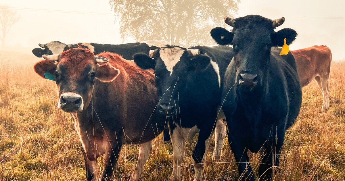 Cargill: Helping beef producers reduce methane emissions | Food and ...