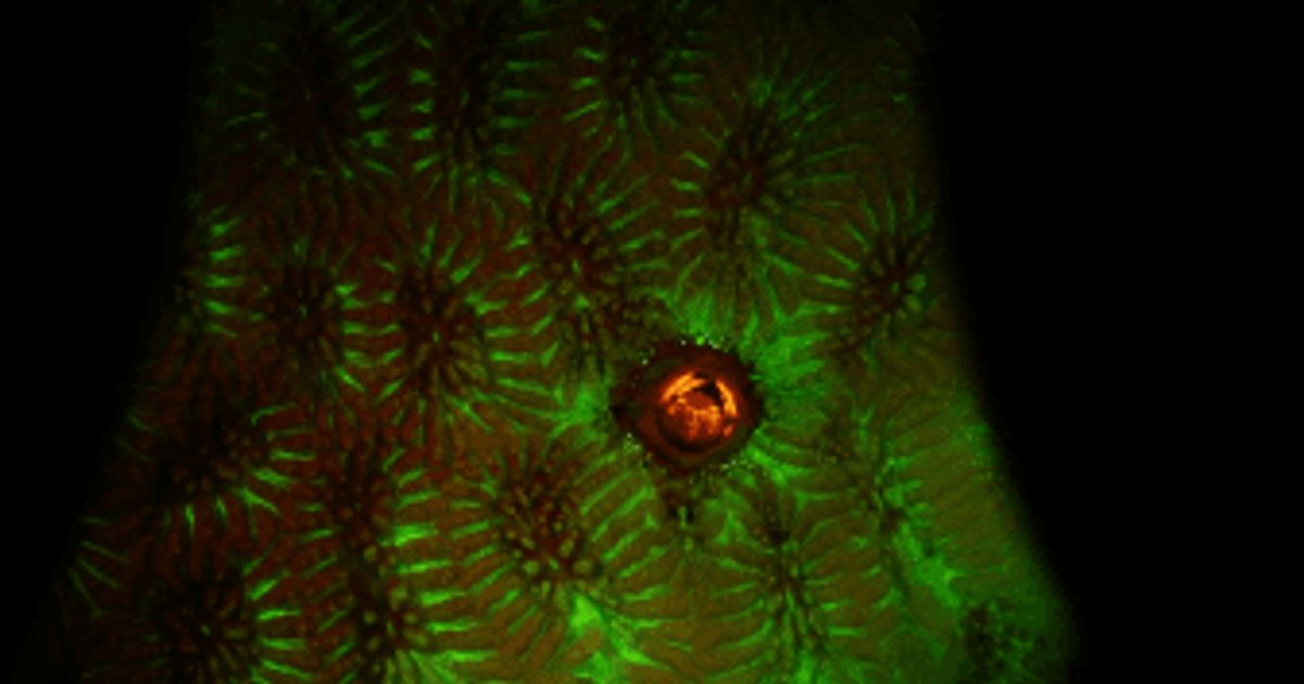 How Fluorescent Crabs are Shedding Light on Reef Survival ...