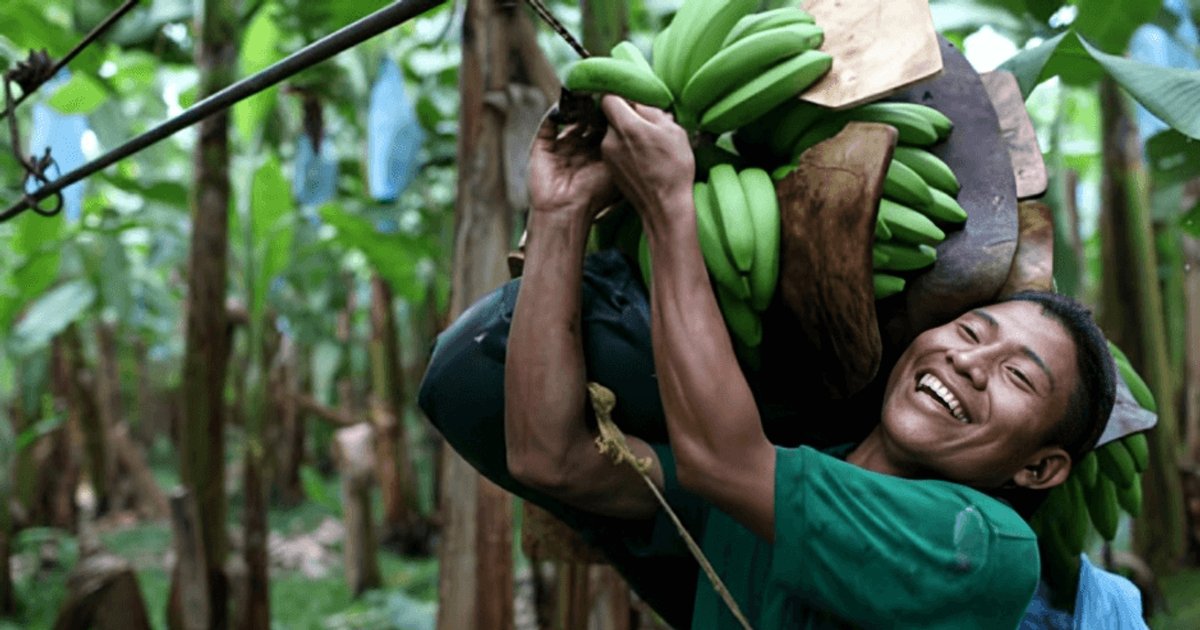 Fairtrade Bananas: A Path to Sustainable Sourcing | Procurement Magazine