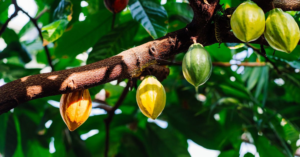 Satellite Monitoring: Airbus' Solution to Sustainable Cocoa ...