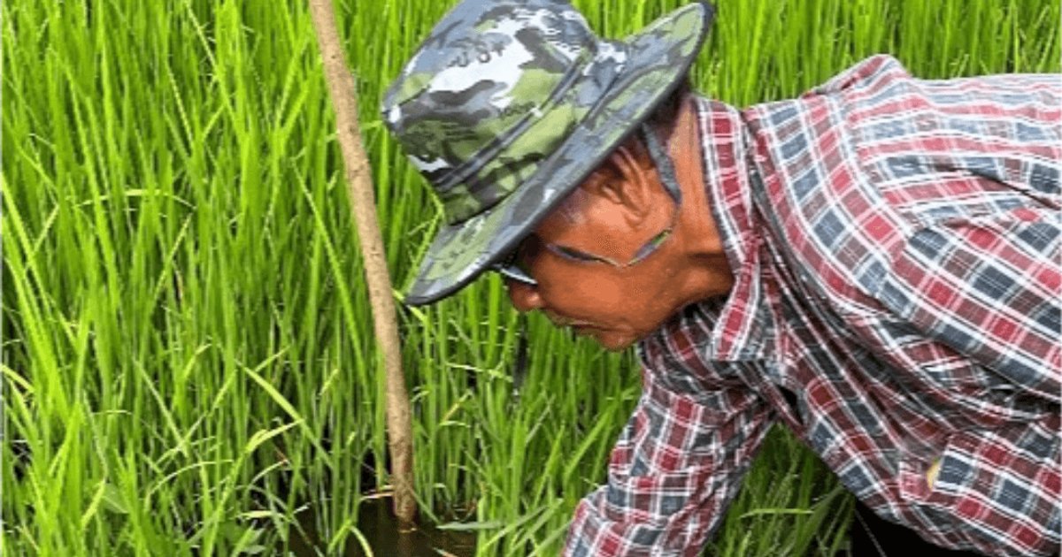 Mars Backs Climate-Smart Rice to Secure Supply Resilience | Supply Chain Magazine