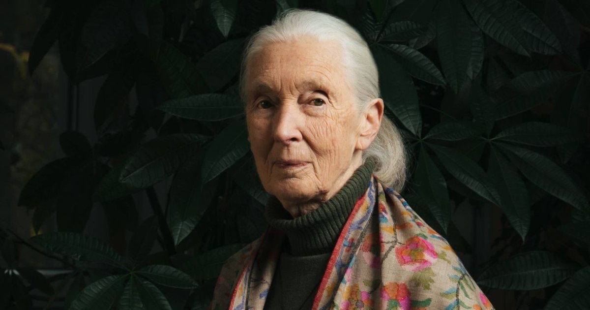 Jane Goodall’s Legacy: Influencer, Advocate, Educator | Sustainability ...