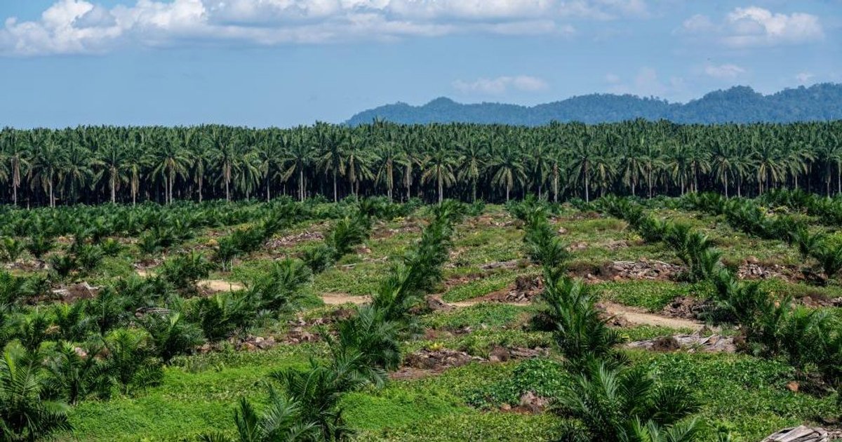 Ferrero & Chester Zoo: Can Palm Oil be Sustainable? | Sustainability ...