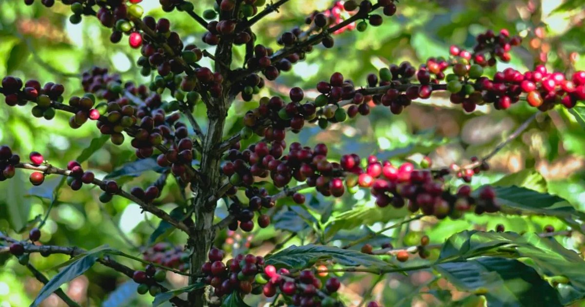 Starbucks: Donating Over 800,000 Coffee Plants in Mexico | Procurement ...