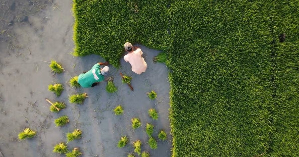 Unilever: Building Resilient Supply Chains with Smallholders | Supply ...