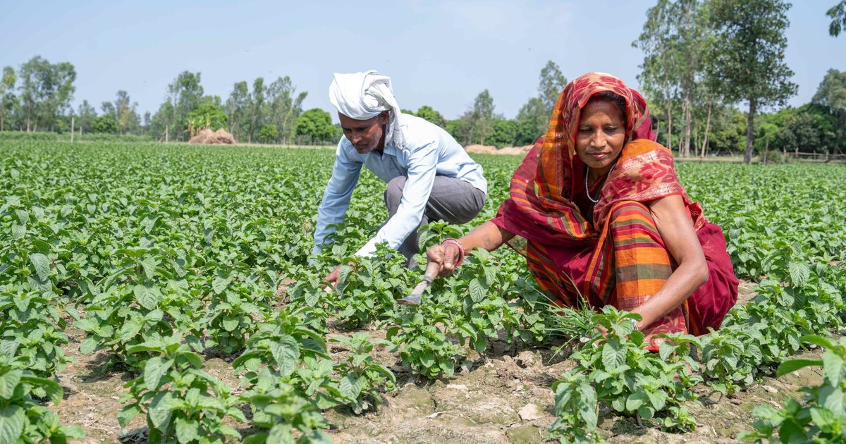 How Mars is Supporting Mint Farmers Around the World | Sustainability ...