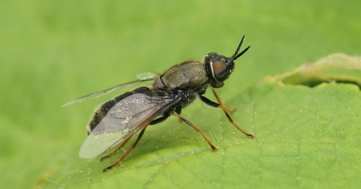 Flybox wins grant to build fully modular insect farm | Food and Drink ...