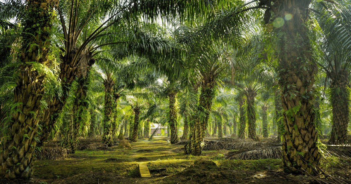SD Guthrie: Can Palm Oil Ever Be Sustainable? | Sustainability Magazine