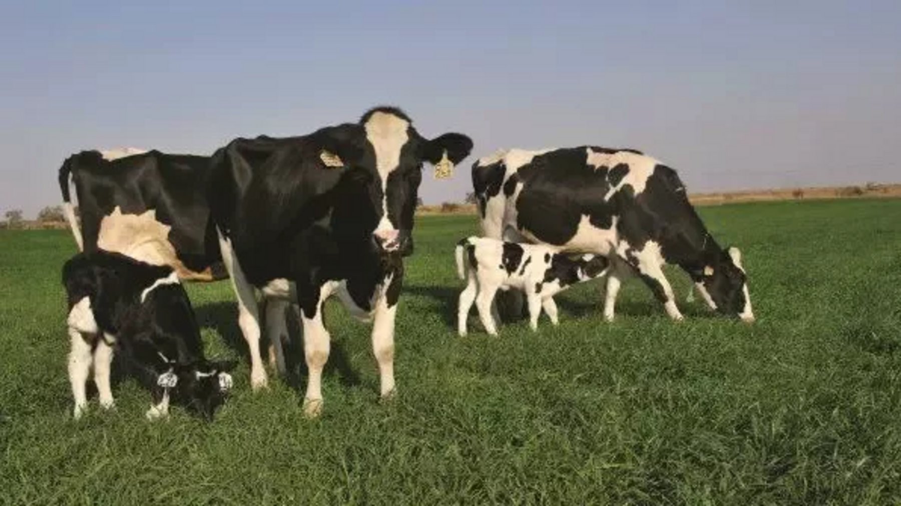 Zambeef invests KS5.4 million in new dairy facilities | Business Chief EMEA