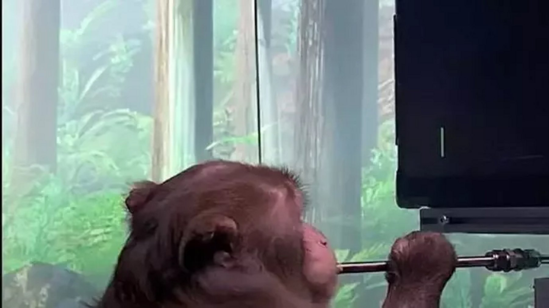 How Neuralink taught a monkey to play Pong with its mind | Technology ...
