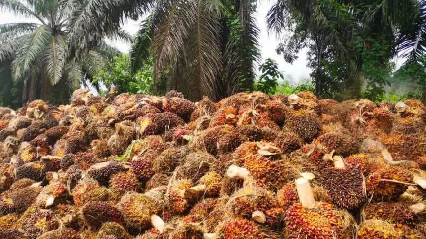Ferrero: ranked number one in sustainable palm oil | Sustainability ...