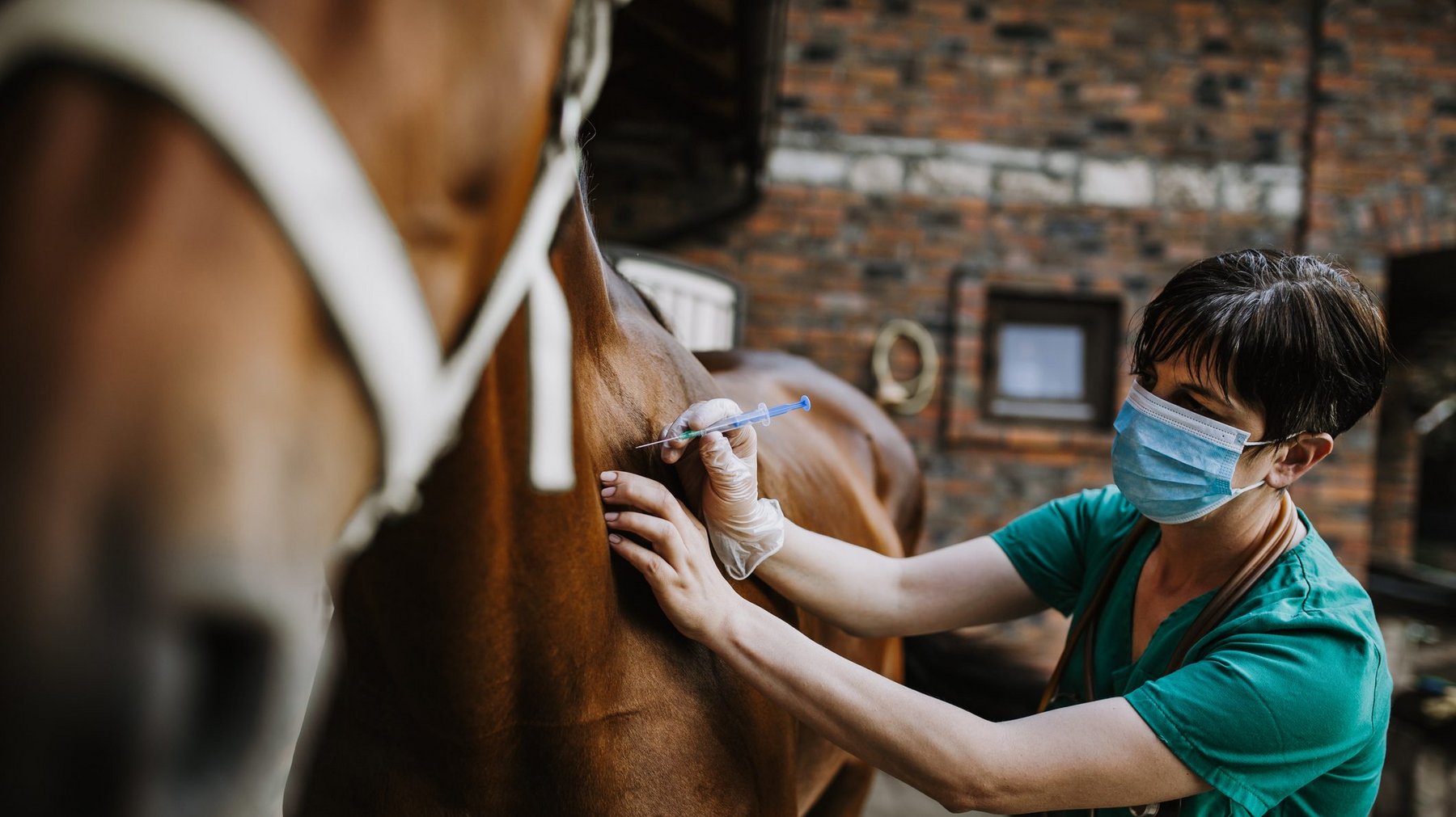 Agria to launch new end-to-end equine insurance solution | InsurTech ...