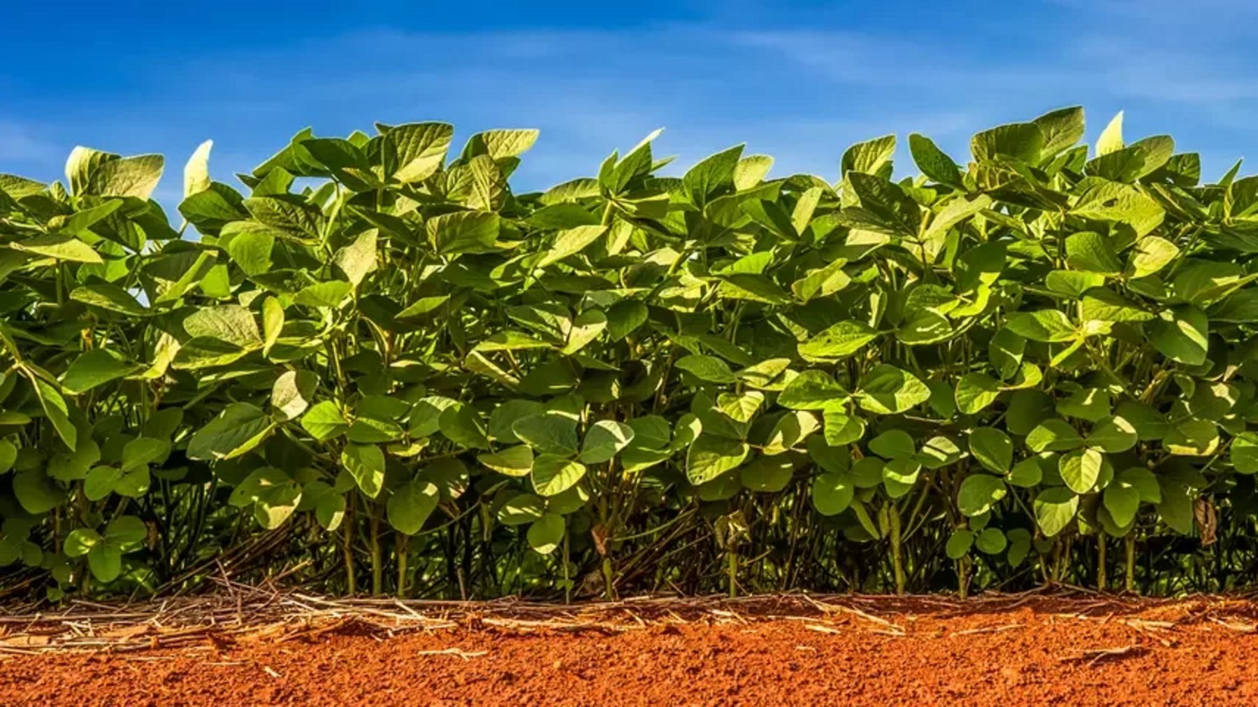 New Soy Manifesto will cut deforestation from supply chains | Supply ...