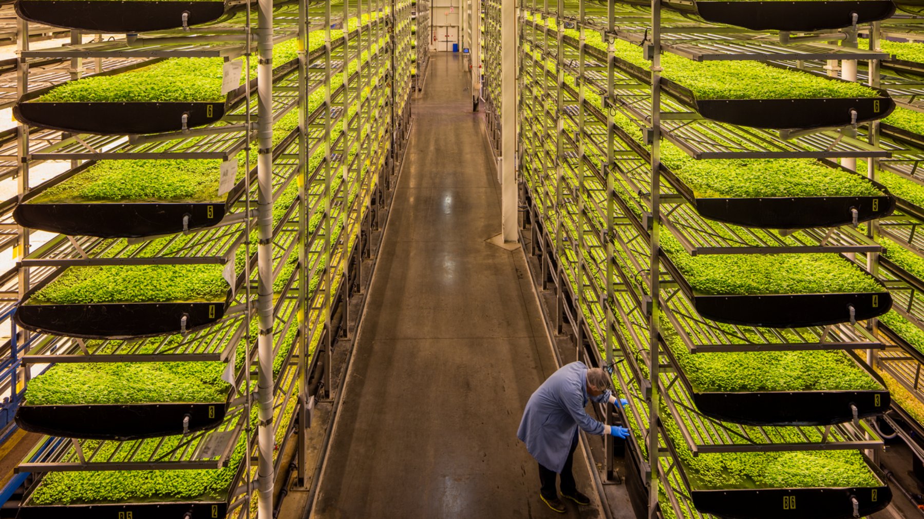PIF forms JV with USA’s Aerofarms for vertical farms in KSA ...