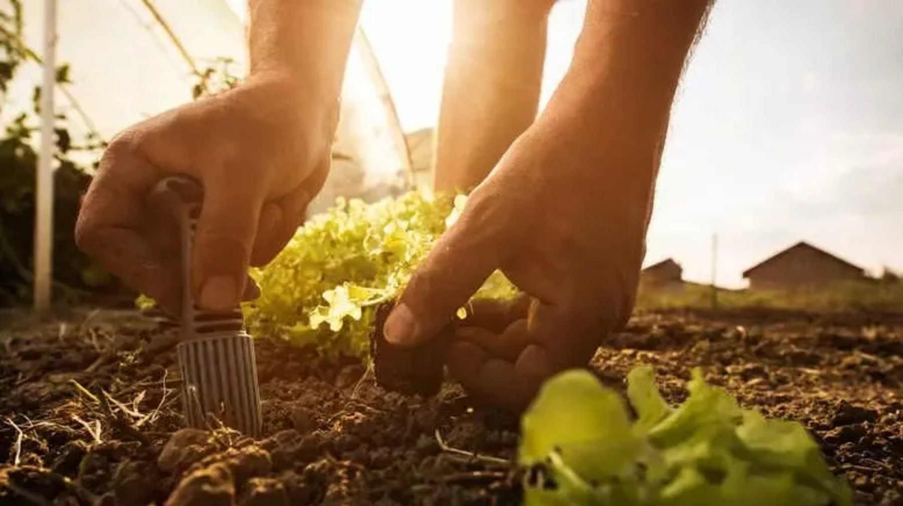 BASF finalise purchase of Bayer’s vegetable seeds business ...