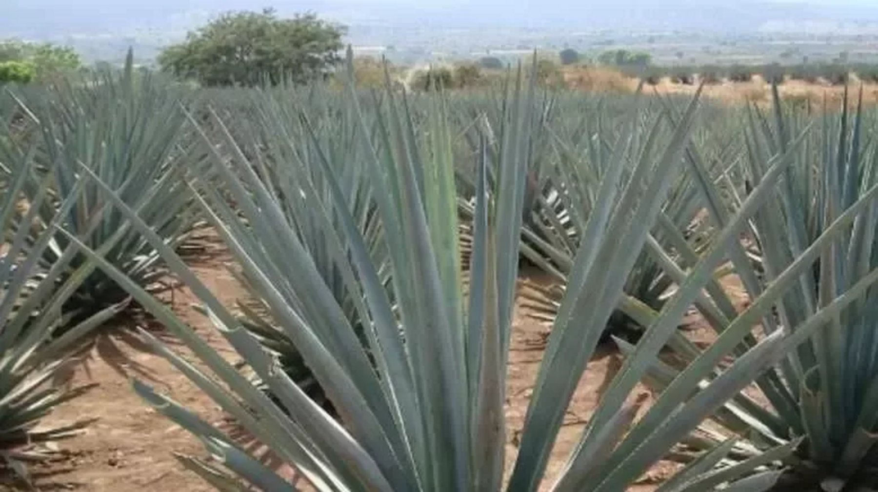 Tequila & Biofuel: Agave as an Ethanol Crop | Energy Magazine