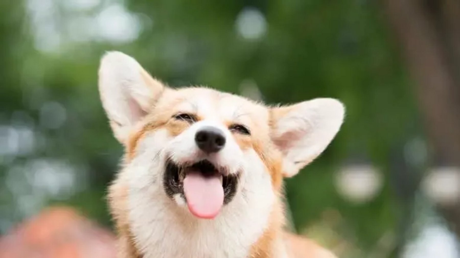 The 'Internet of Pets': A look inside the pet tech revolution ... The 'Internet of Pets': A look inside the pet tech revolution ...