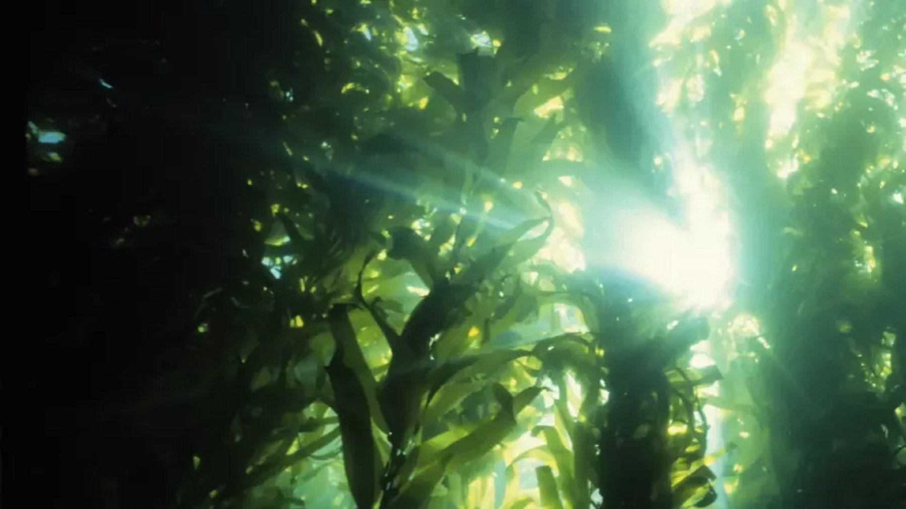 Seaweed forests and the ocean’s double-edged carbon sword ...