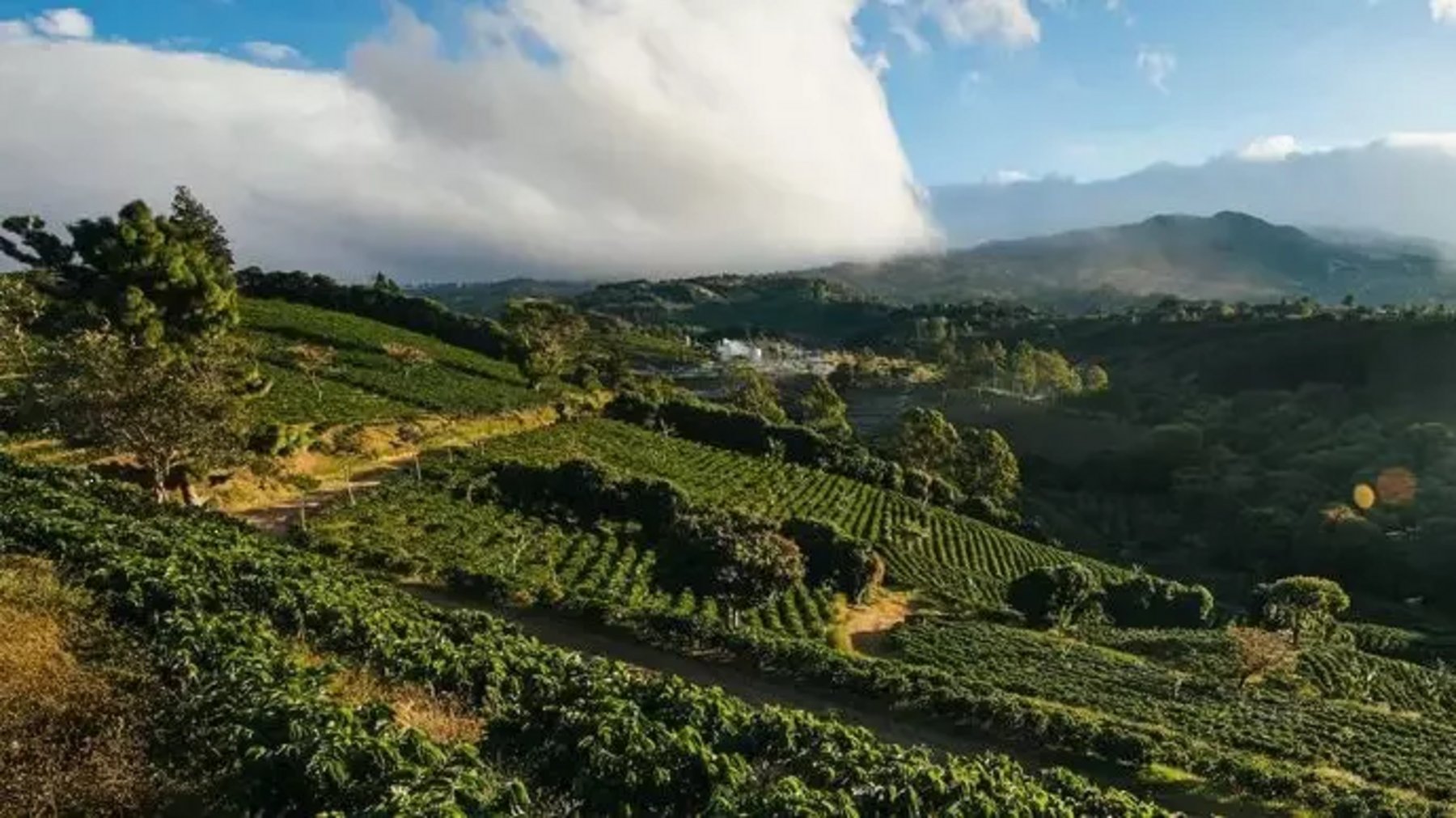 Starbucks commits to meeting environmental goals by 2030 | Procurement ...