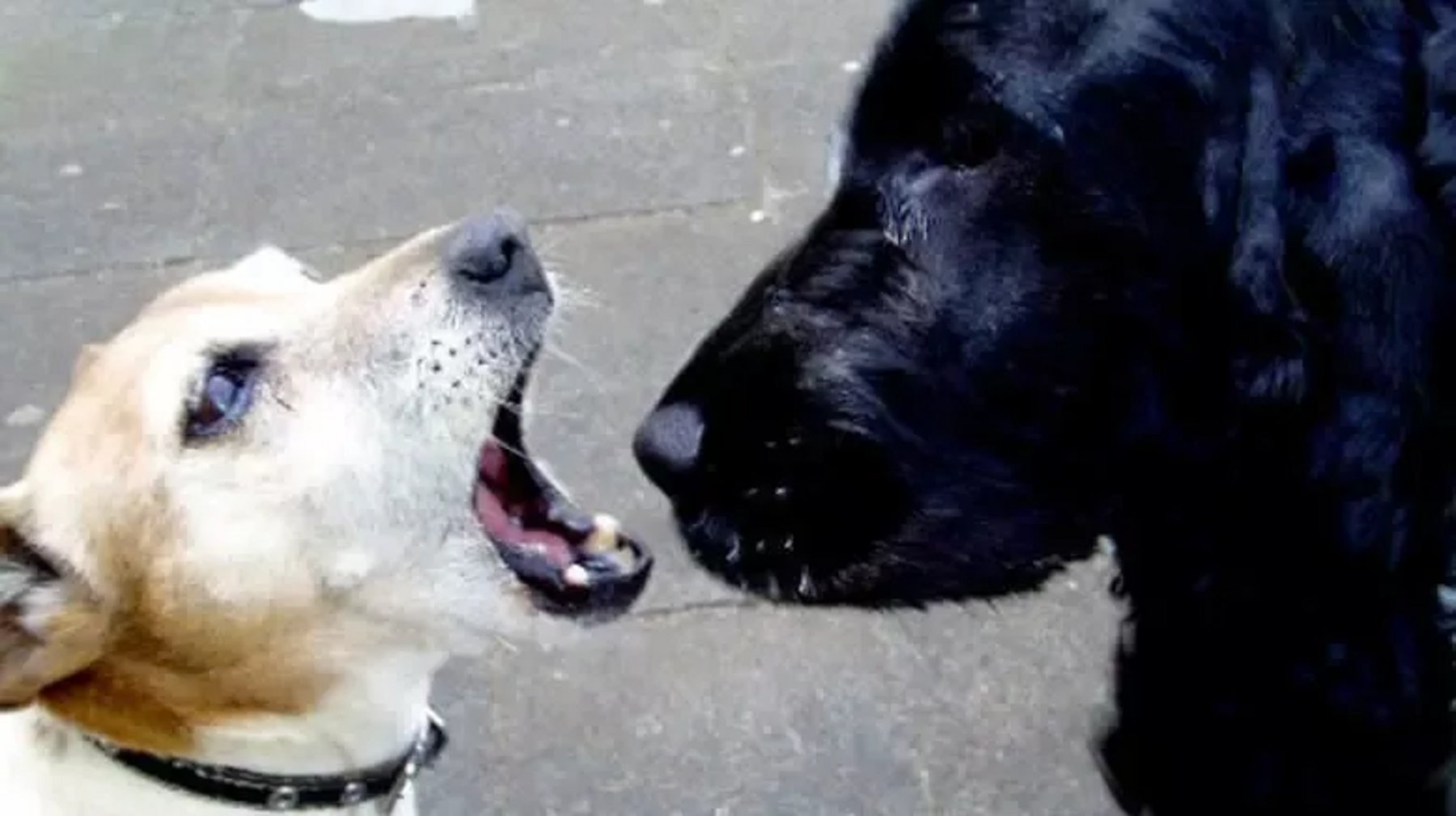 UK confirms rabies case following dog bite | Healthcare Digital