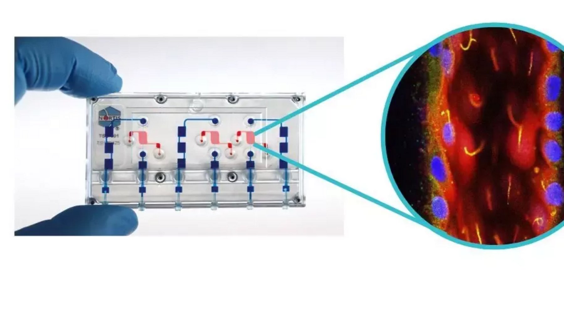 The future of drug development: organ-on-chips | Healthcare Digital
