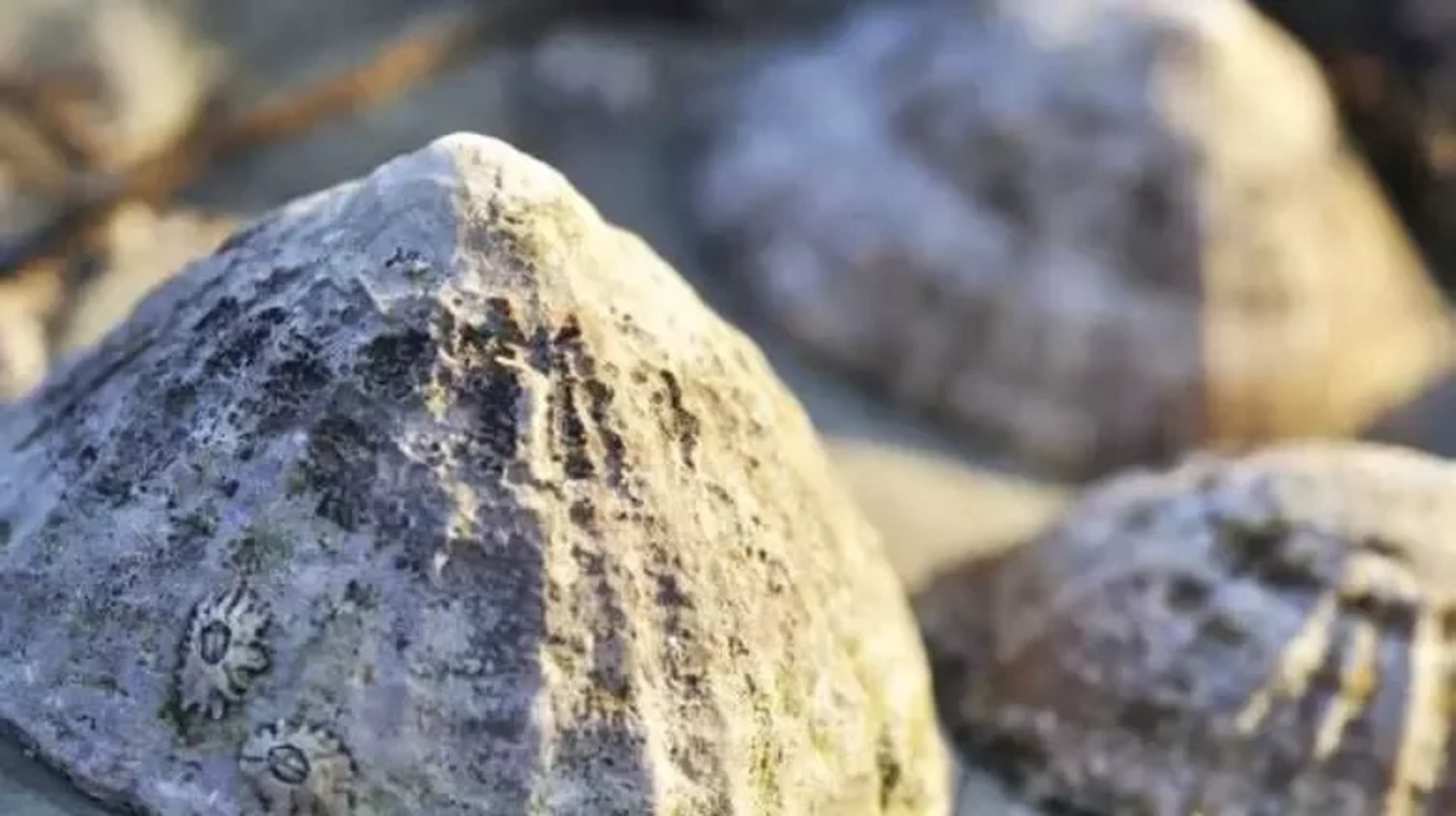 Discover how limpet teeth could transform modern engineering ...