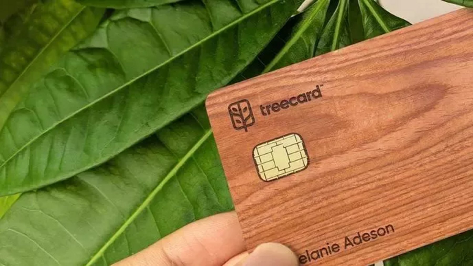 Green back: TreeCard combines payments and eco-philanthropy | FinTech ...