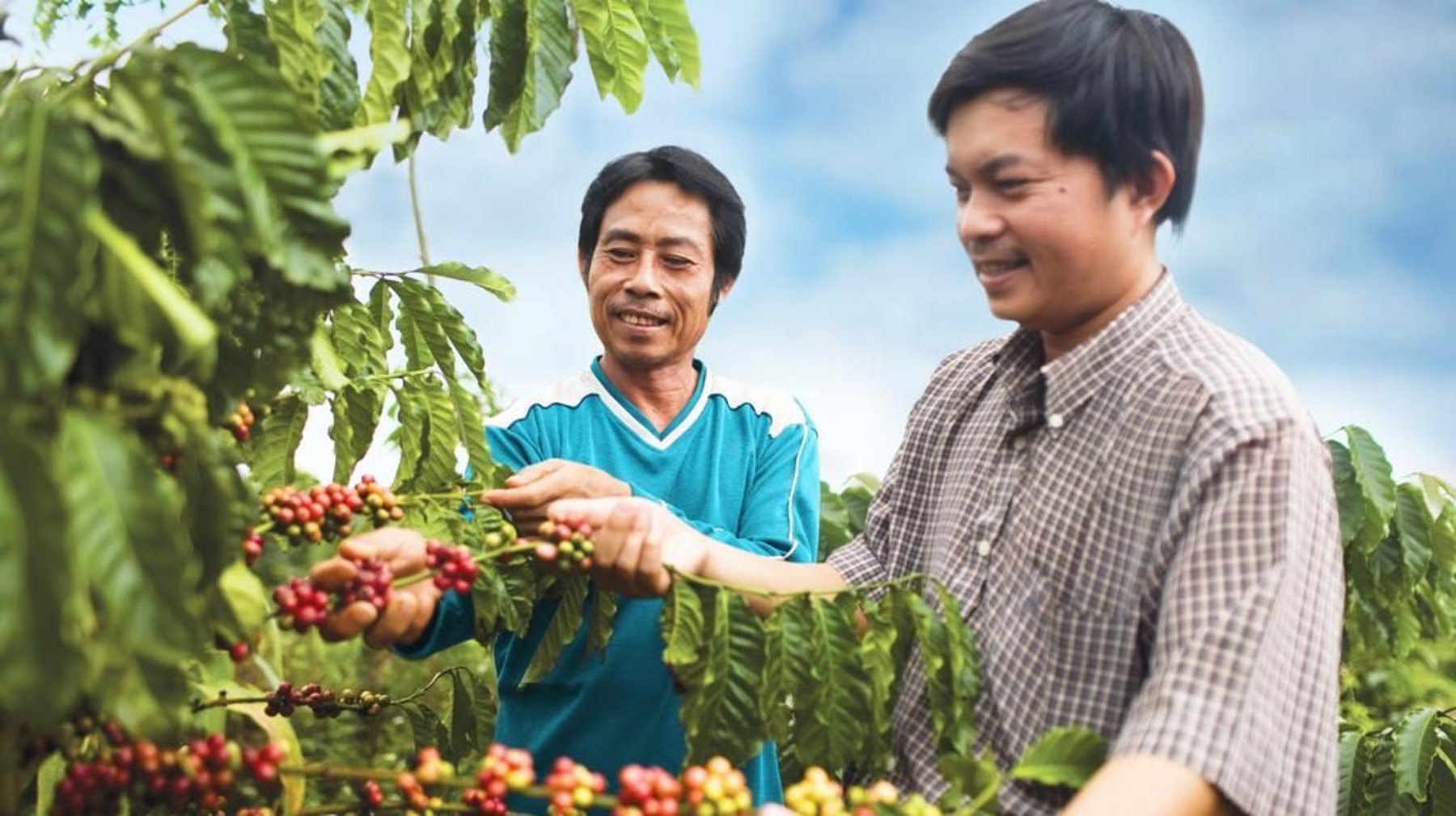 Olam International launches new technology to boost agricultural ...