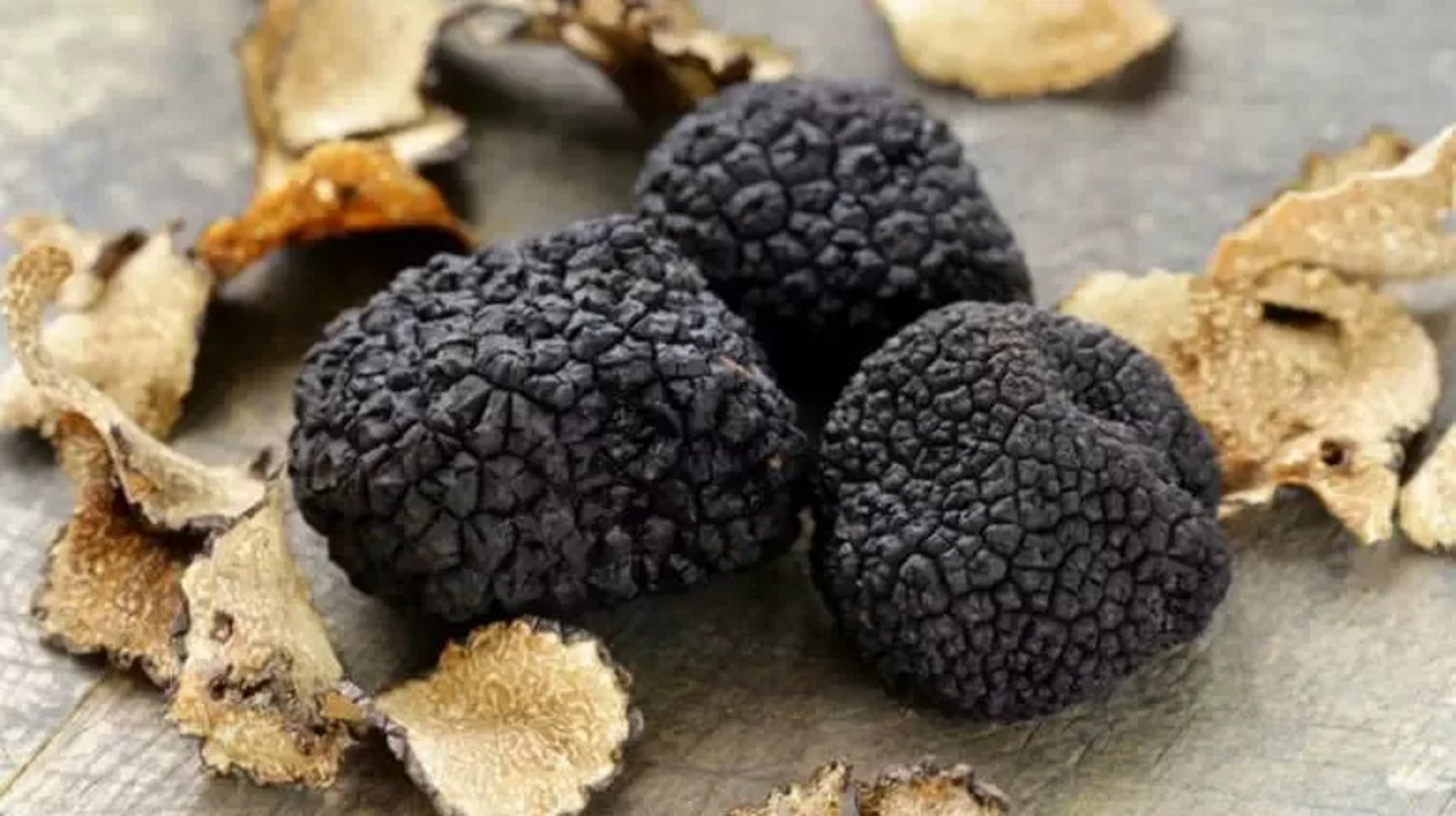 An Industry Begins: South Africa Produces Its First Black Truffle ...