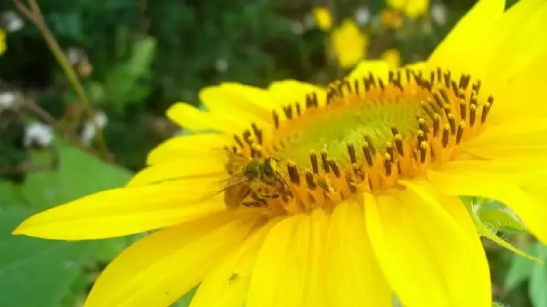 The science behind bee vectoring technology | Business Chief North America